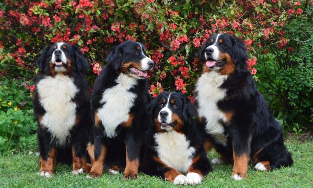 Maglód-Falvi Berni Pásztor Kennel (since 1987)